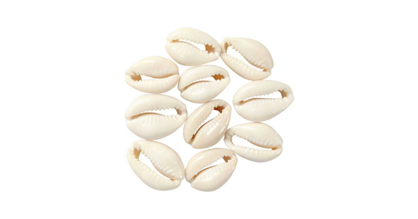 Coquillages Cauri naturels - 12 pièces - Perles Heishi et coquillages