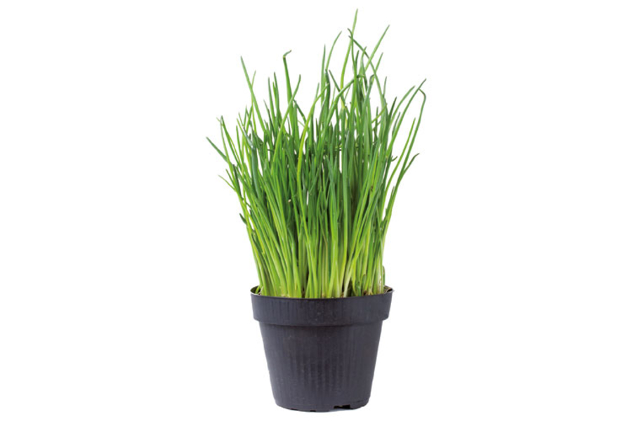 Kit Jardinier : pots de ciboulette - 4 pièces - Jardinage enfants