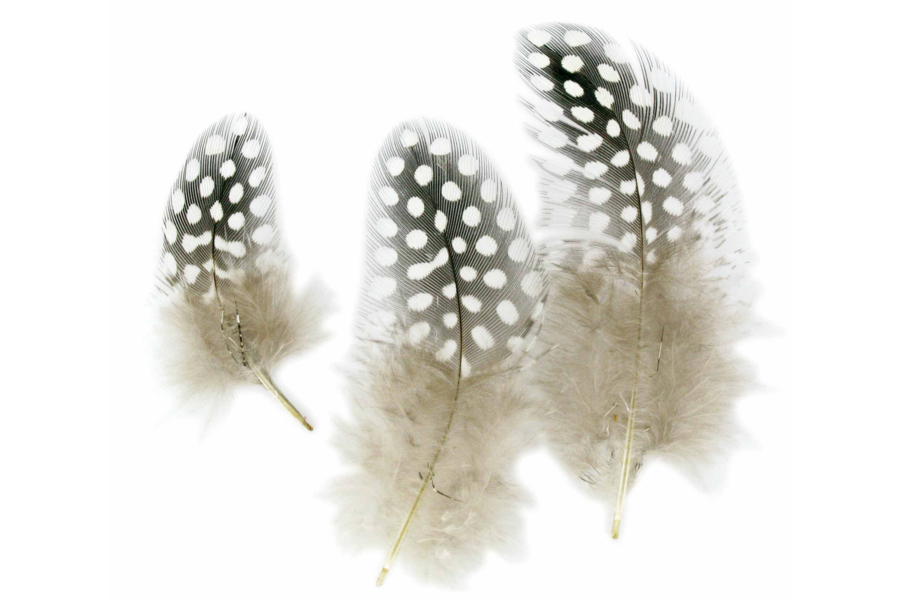 Plumes pintade, couleur naturelle - Plumes décoratives