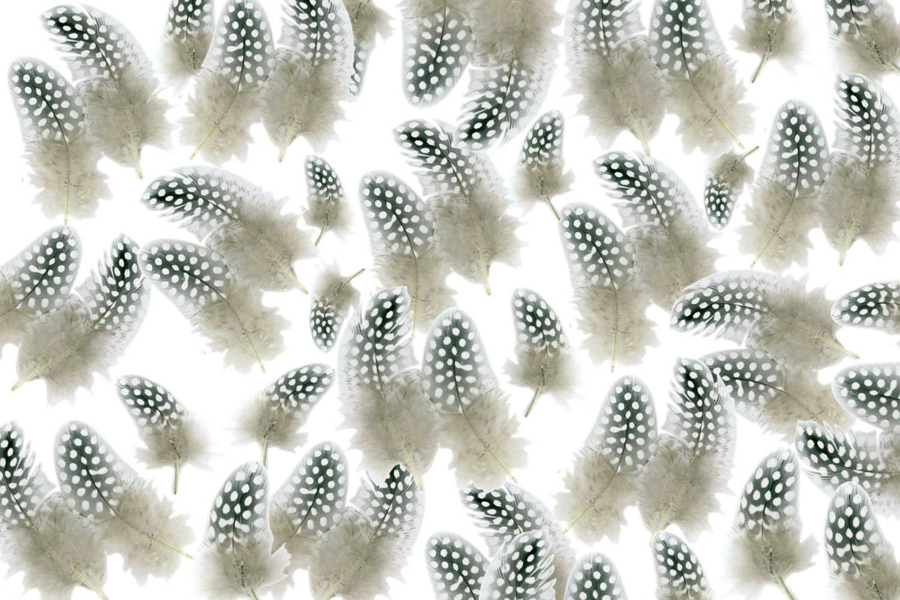 Plumes pintade, couleur naturelle - Plumes décoratives
